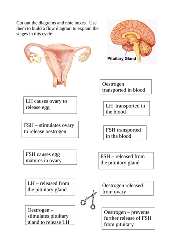 Menstrual Cycle | Teaching Resources