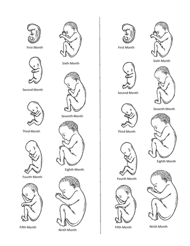 Foetal Development and Birth | Teaching Resources
