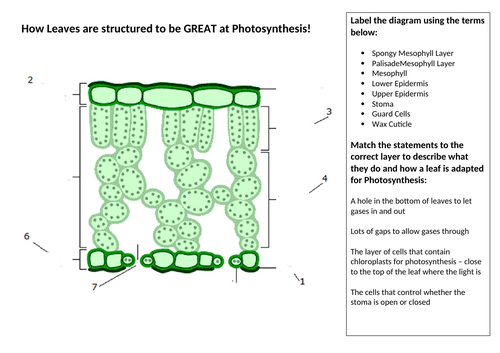 Leaf Anatomy | Teaching Resources