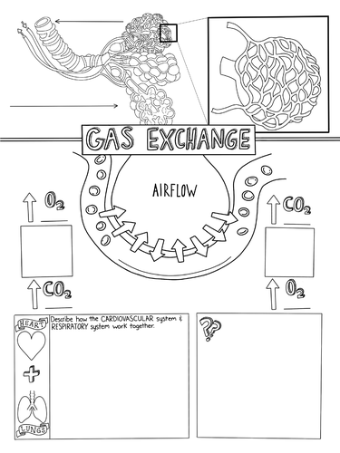 Human Respiratory Anatomy - Microscopic | Teaching Resources