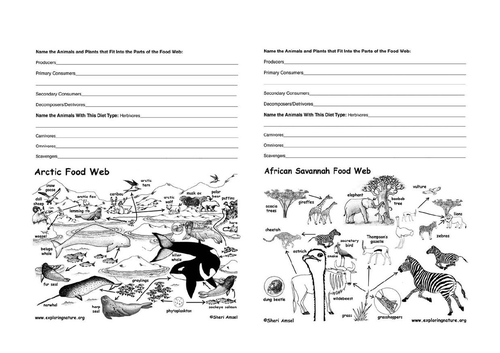 Feeding Relationships - Food Webs | Teaching Resources