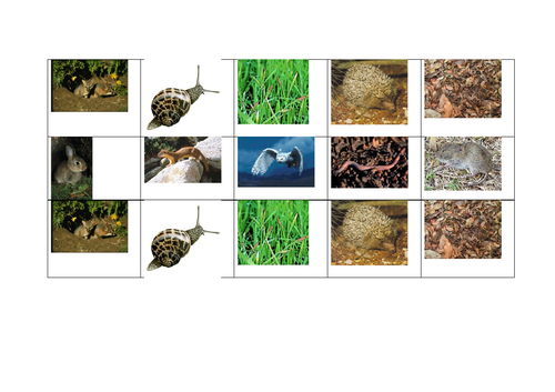 Feeding Relationships - Food Webs | Teaching Resources