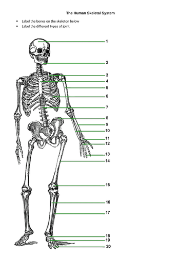 Human Skeletal Anatomy | Teaching Resources