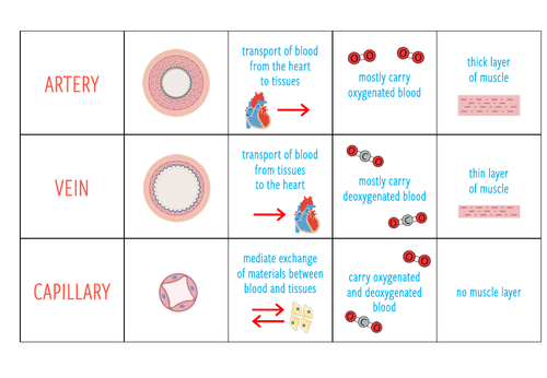 Blood Vessels | Teaching Resources