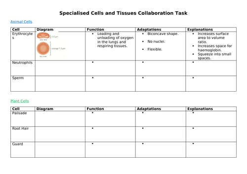Cell Division - A Level Biology | Teaching Resources