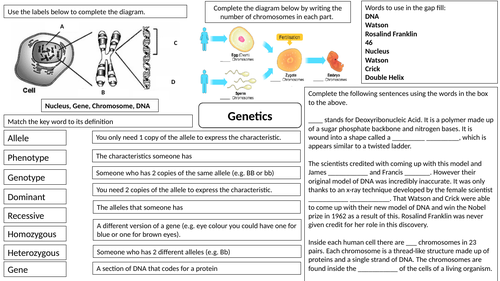 KS3 science genetics revision mind map | Teaching Resources