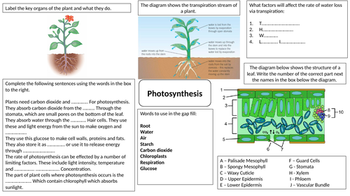 KS3 science photosynthesis revision mind map | Teaching Resources