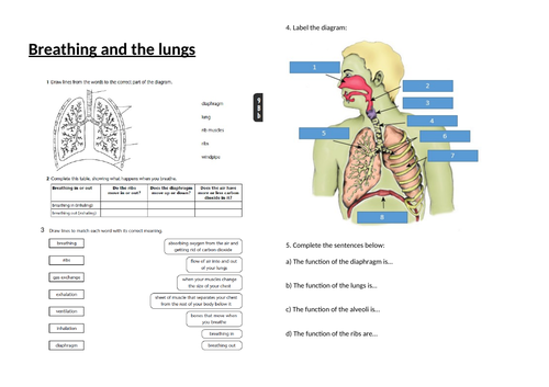 Breathing and respiration | Teaching Resources