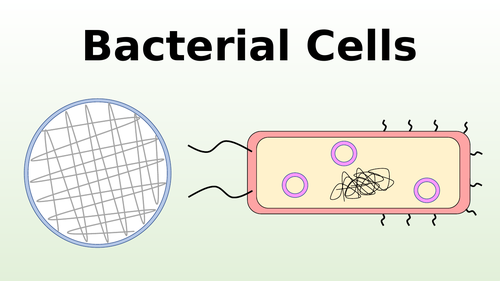 GCSE Cell Biology | Teaching Resources