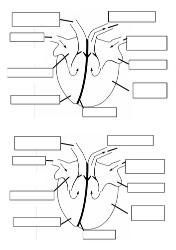 The Human Heart | Teaching Resources