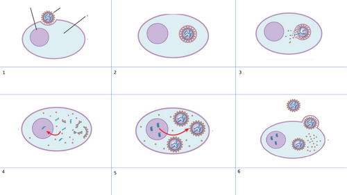 Prokaryotic Cells and Viruses - AQA - A level (2 hour lesson ...