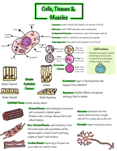 Biology Anatomy & Physiology revision posters for Homeostasis, Genetics ...