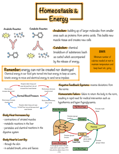Revision posters fro Homeostasis, Genetics, Cells, Tissues, Muscles ...