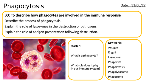 AS/A2-Level AQA Biology - Topic 2: Cells - Cell recognition and the ...