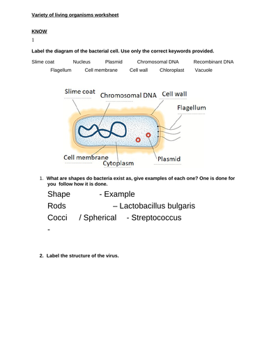 L3 – Bacteria, viruses and pathogens | Teaching Resources
