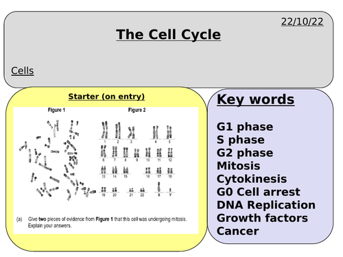 The Cell Cycle - AQA - A Level | Teaching Resources