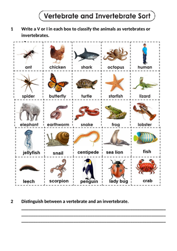 Vertebrate or invertebrate? | Teaching Resources