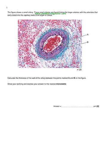 Aqa 2 1 Calculating Magnification Teaching Resources