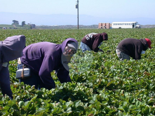 Harvest Festival | Teaching Resources