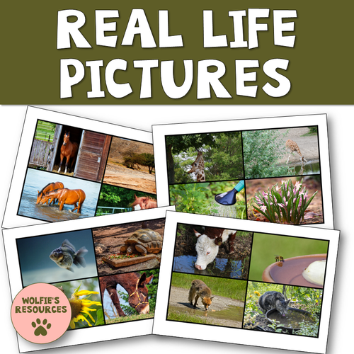 What Animals And Plants Need To Survive | Teaching Resources