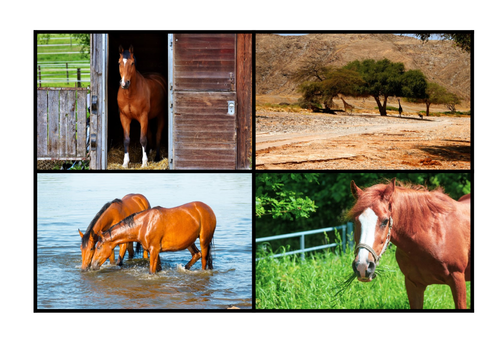 What Animals And Plants Need To Survive | Teaching Resources