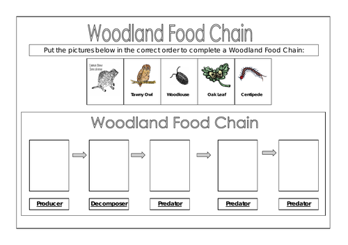 Year 4 -Science - Food Chains | Teaching Resources