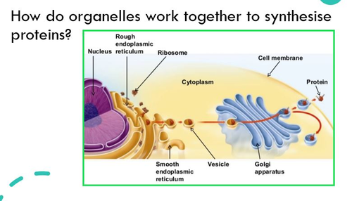 WJEC/EDUQAS AS Biology Unit 1.2 - Cell Structure & Organisation ...