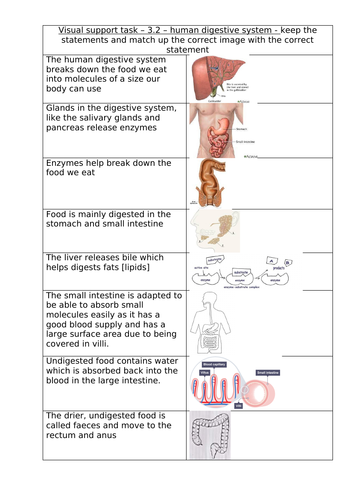 Support worksheets for AQA B3 digestion and enzymes topic | Teaching ...