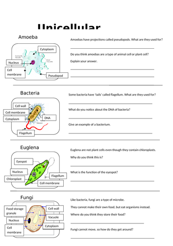 KS3 Year 7 - Cells: Unicellular Organisms | Teaching Resources