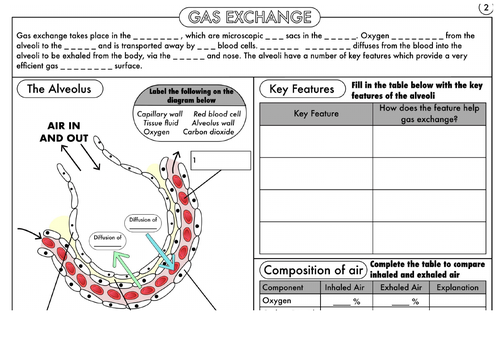 KS3 Year 7 - Structure and Function: Gas Exchange | Teaching Resources KS3 Year 7 - Structure and Function: Gas Exchange | Teaching Resources