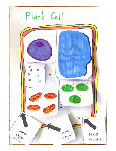 Plant cell model (KS3/4) | Teaching Resources