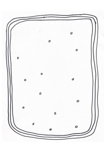 Plant cell model (KS3/4) | Teaching Resources