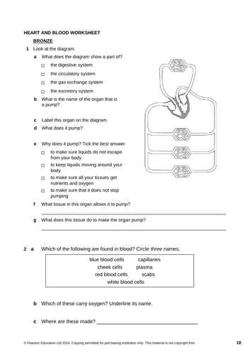 L4 – The heart and blood | Teaching Resources