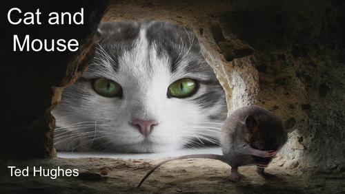 'Cat and Mouse' Ted Hughes: analysis & resources. | Teaching Resources
