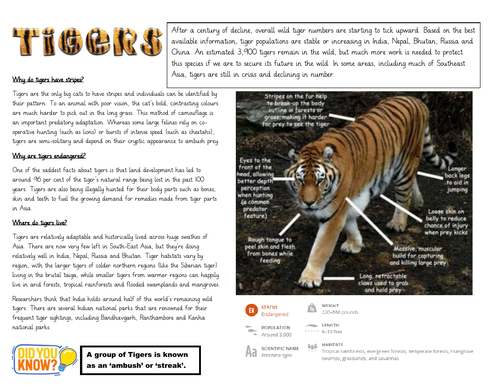 Non-fiction comprehension - Tigers | Teaching Resources