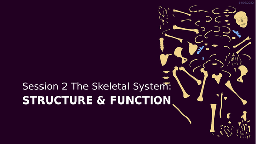 Skeleton Structure and Function Level 3 PowerPoint and workbook | Teaching Resources