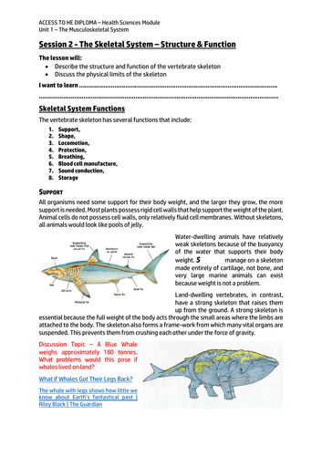 Skeleton Structure and Function Level 3 PowerPoint and workbook | Teaching Resources