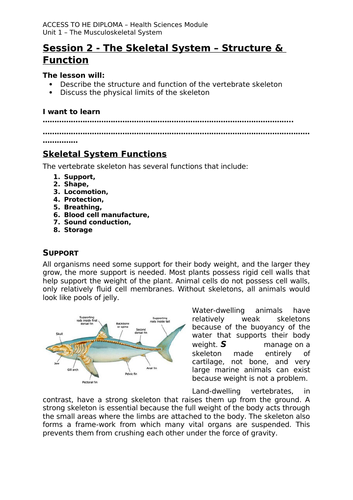 Skeleton Structure and Function Level 3 PowerPoint and workbook | Teaching Resources