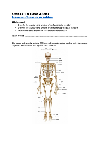 The Human Skeleton - Divisions and Bones | Teaching Resources