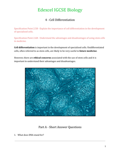 Edexcel Igcse Biology Worksheet 4 Cell Differentiation Teaching