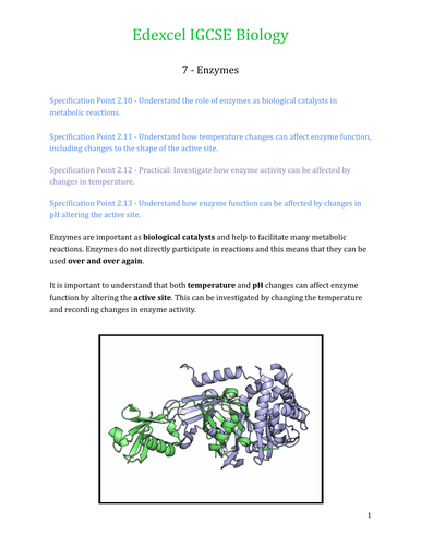 Edexcel IGCSE Biology Worksheet 7 - Enzymes | Teaching Resources Edexcel IGCSE Biology Worksheet 7 - Enzymes | Teaching Resources