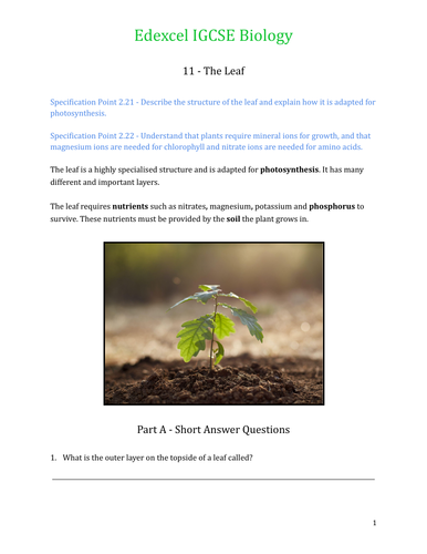 Edexcel Igcse Biology Worksheet 11 The Leaf Teaching Resources