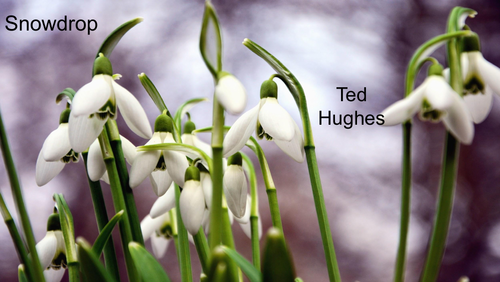 'Snowdrop' by Ted Hughes: analysis & tasks. | Teaching Resources