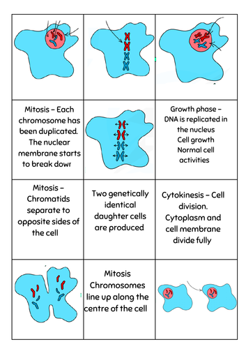 Mitosis card sort - with answers. | Teaching Resources