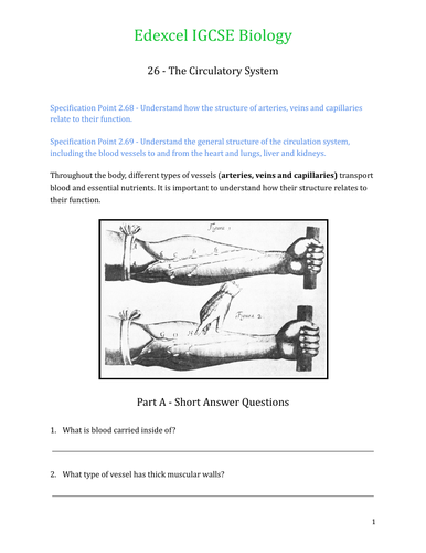 Edexcel Igcse Biology Worksheet 26 The Circulatory System Teaching Resources