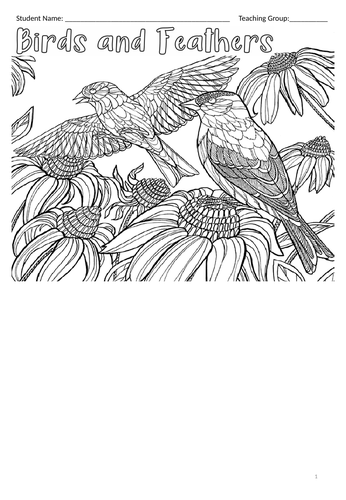 Birds and Feathers Full Scheme of work | Teaching Resources