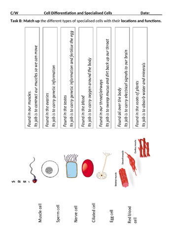 Differentiation and specialisation GCSE HIGHER | Teaching Resources