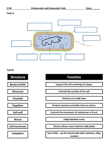 Prokaryotic and Eukaryotic cells GCSE higher | Teaching Resources