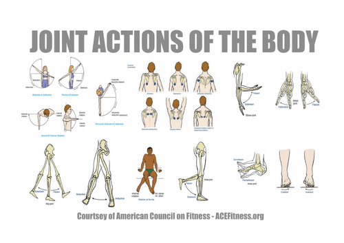 OCR A Level PE - Anatomy and Physiology Year 1 Bundle | Teaching Resources