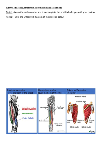 OCR A Level PE - Anatomy and Physiology Year 1 Bundle | Teaching Resources